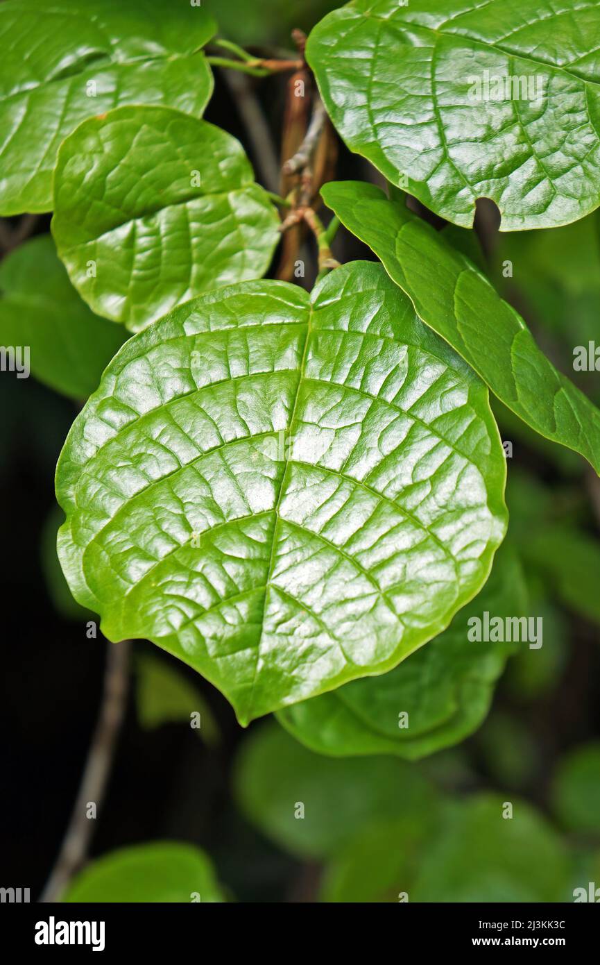 Tree veins hi-res stock photography and images - Alamy