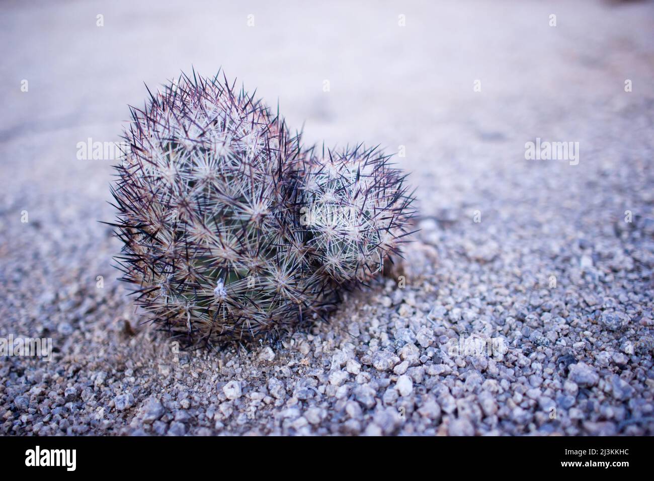 Close-up of prickly succulent plant on rocky ground, Canyon de Chelly ...