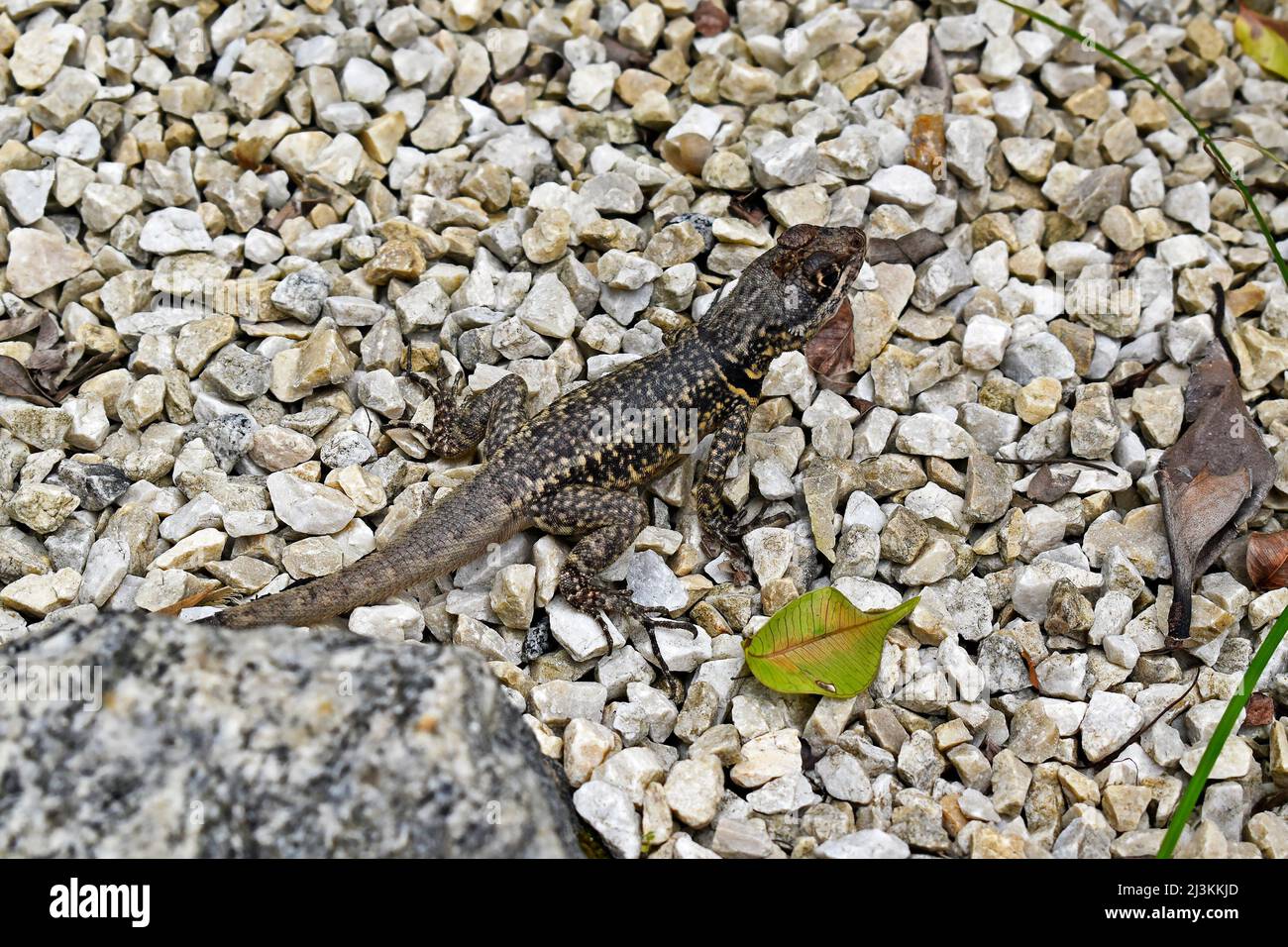 Amazon lava lizard (Tropidurus torquatus) on soil Stock Photo - Alamy