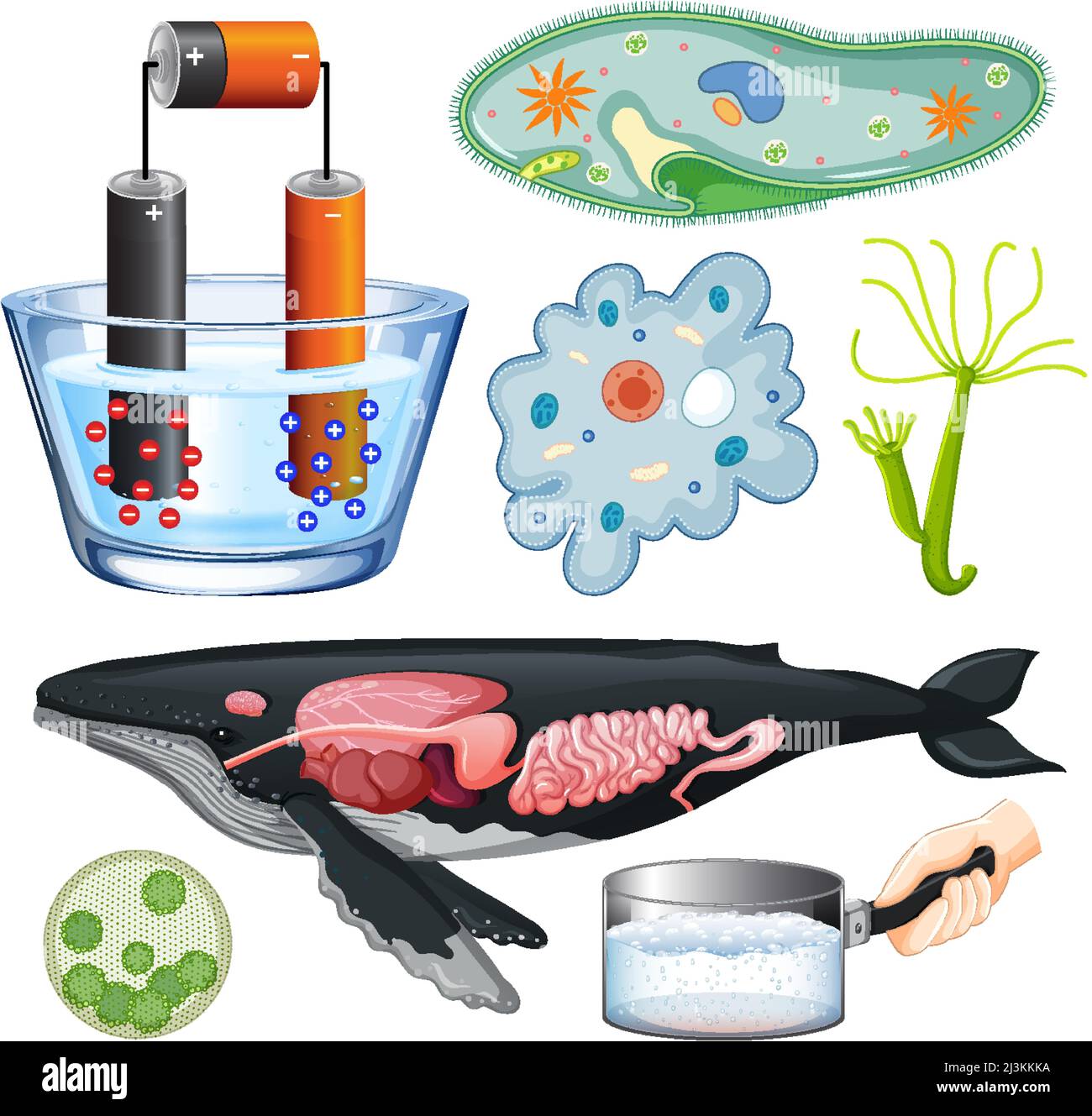 Animal learning experiment Stock Vector Images - Alamy