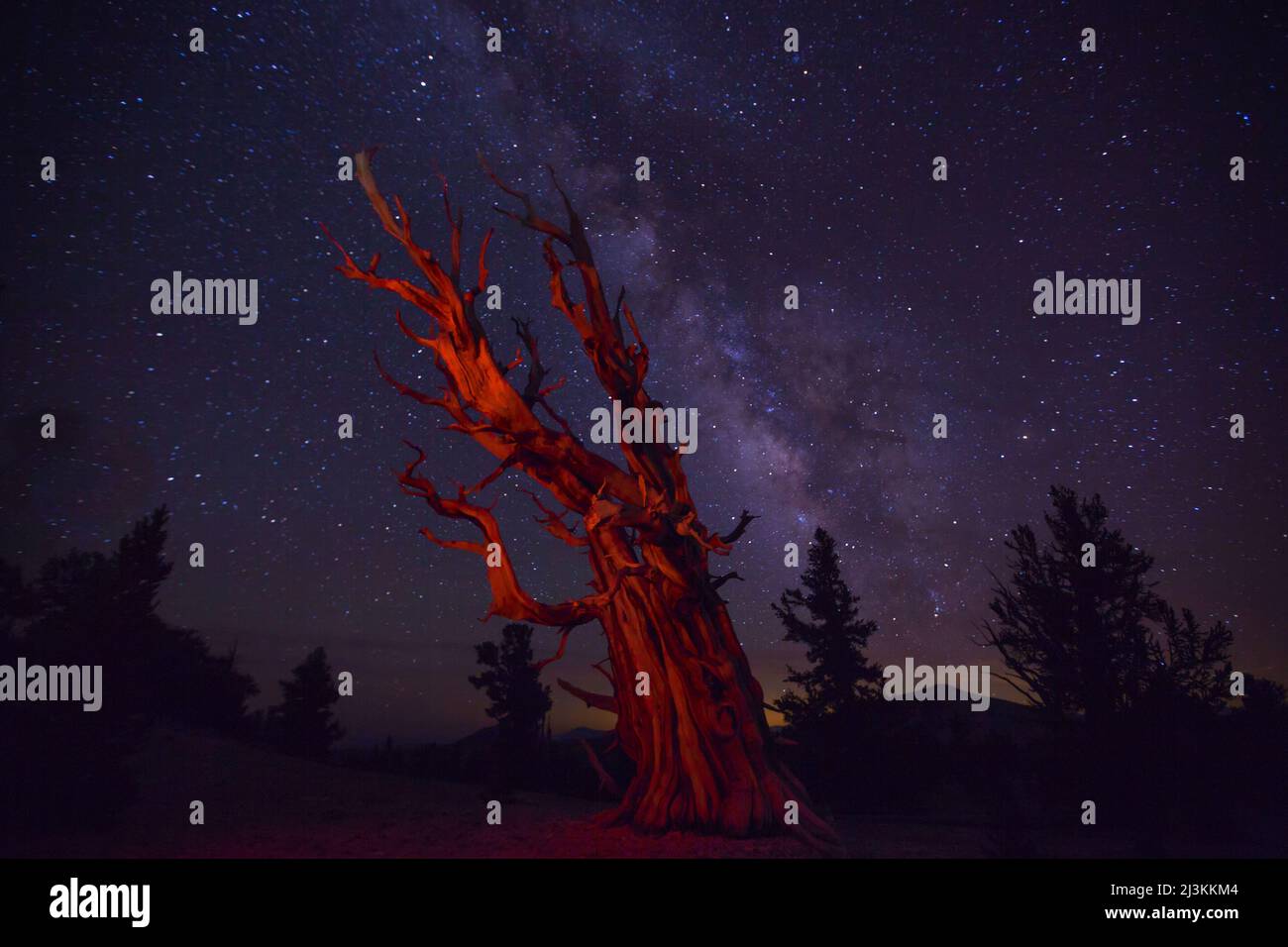 Great basin bristlecone pine hi-res stock photography and images - Alamy