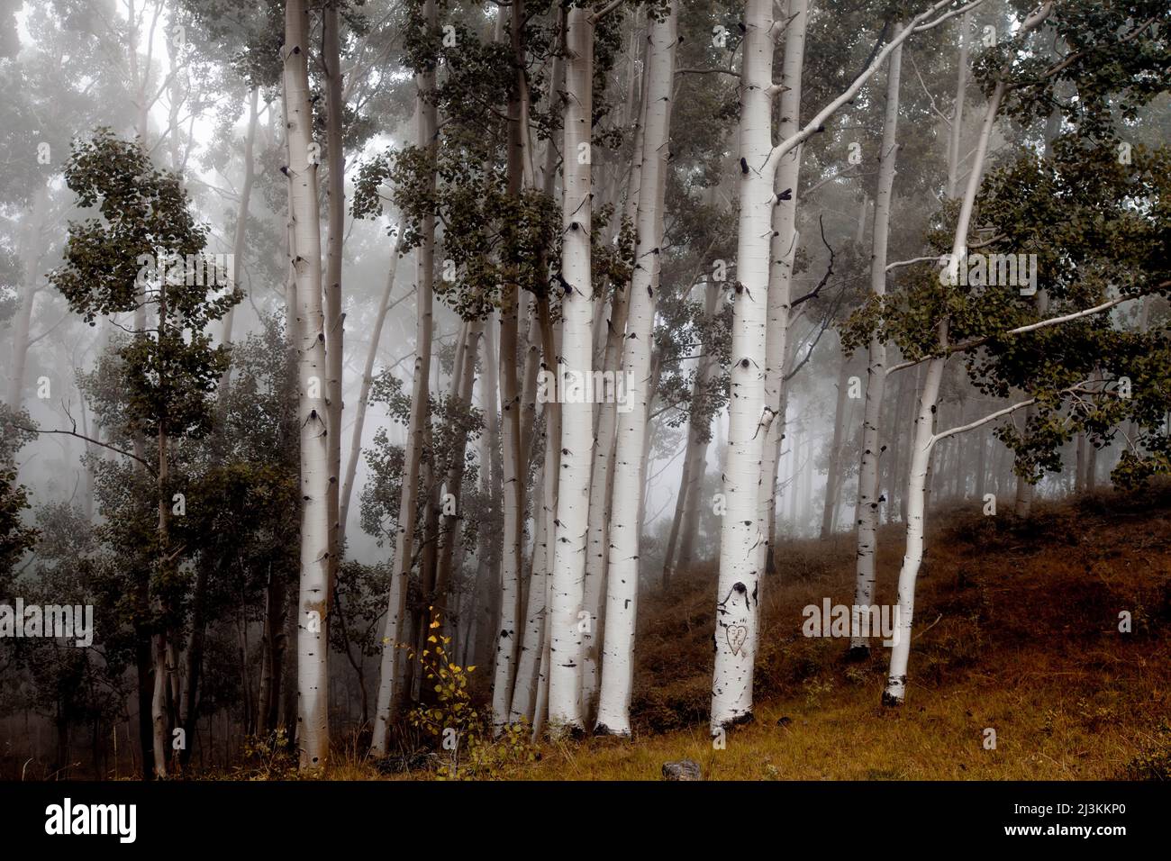 Clouds form around aspen trees (Populus Tremuloides) high in the forest ...