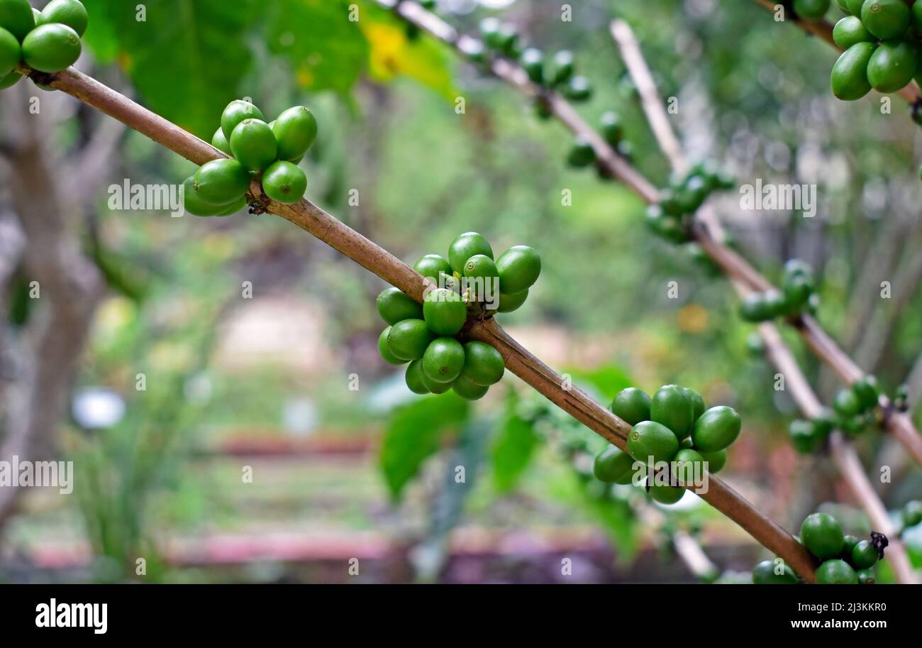 Unripe coffee beans on the branches (Coffea arabica), Brazil Stock ...