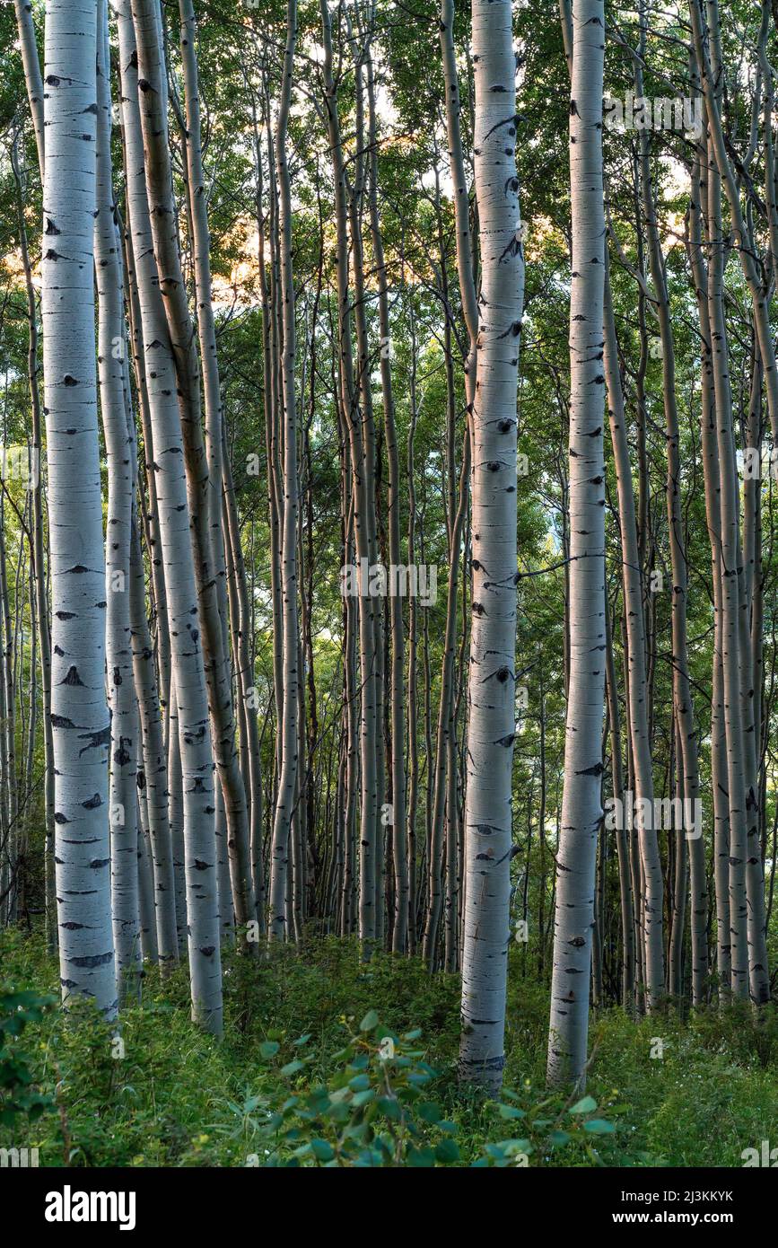 Aspen trees (Populus Tremuloides) in a forest at daybreak; Edwards ...