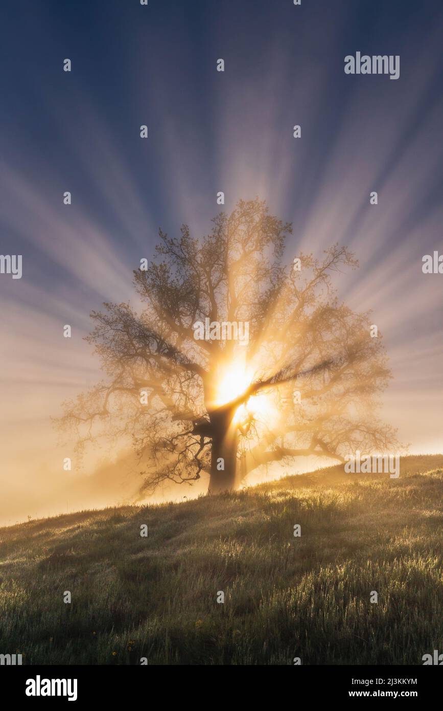 Rays of sunlight pass through the branches of an old oak tree at ...