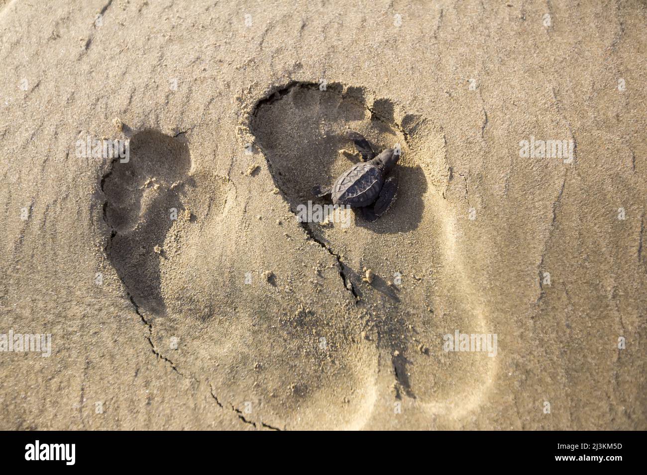 A freshly hatched olive ridley sea turtle makes it's way across a pair ...