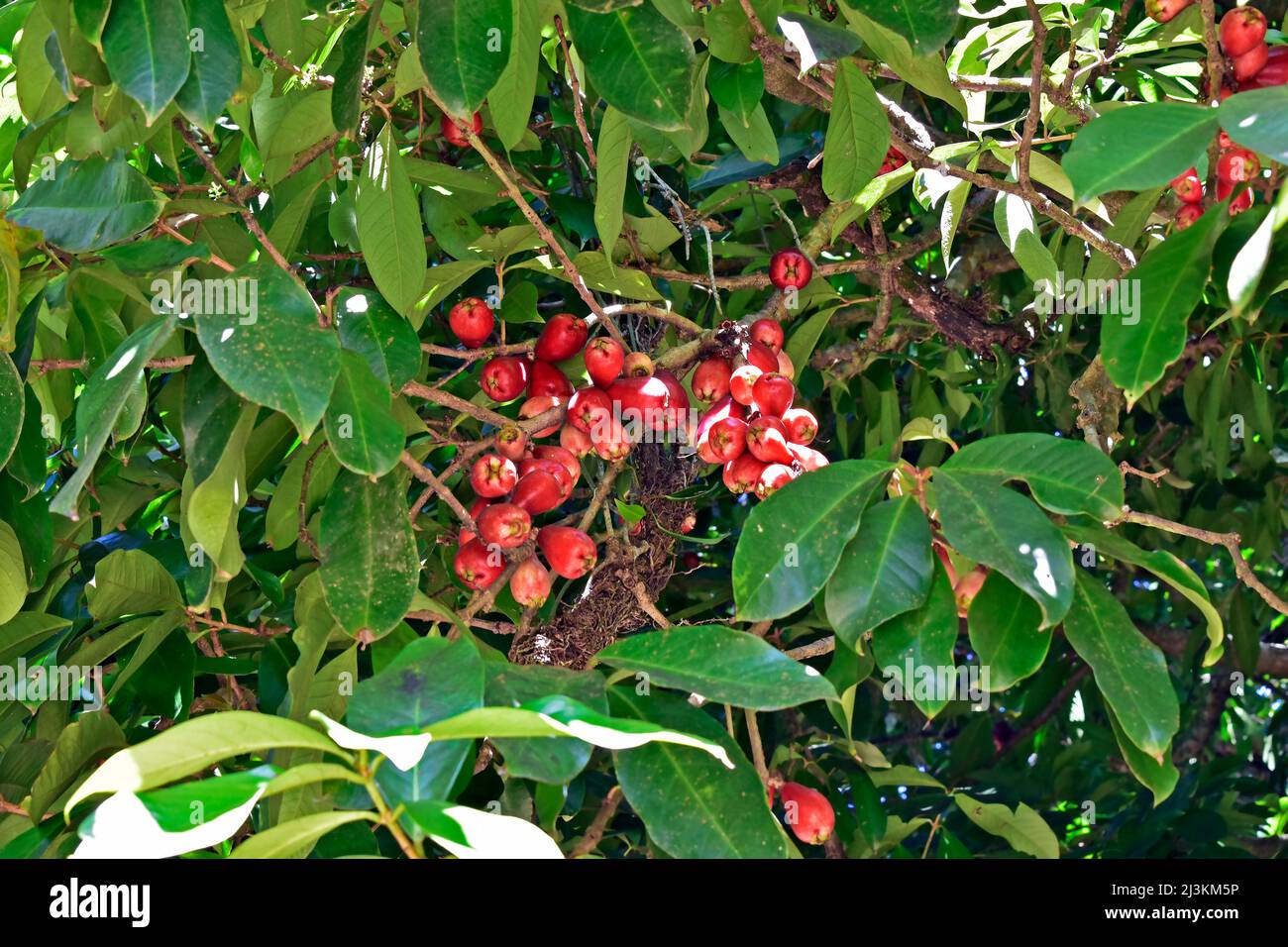 Malay fruit hi-res stock photography and images - Alamy