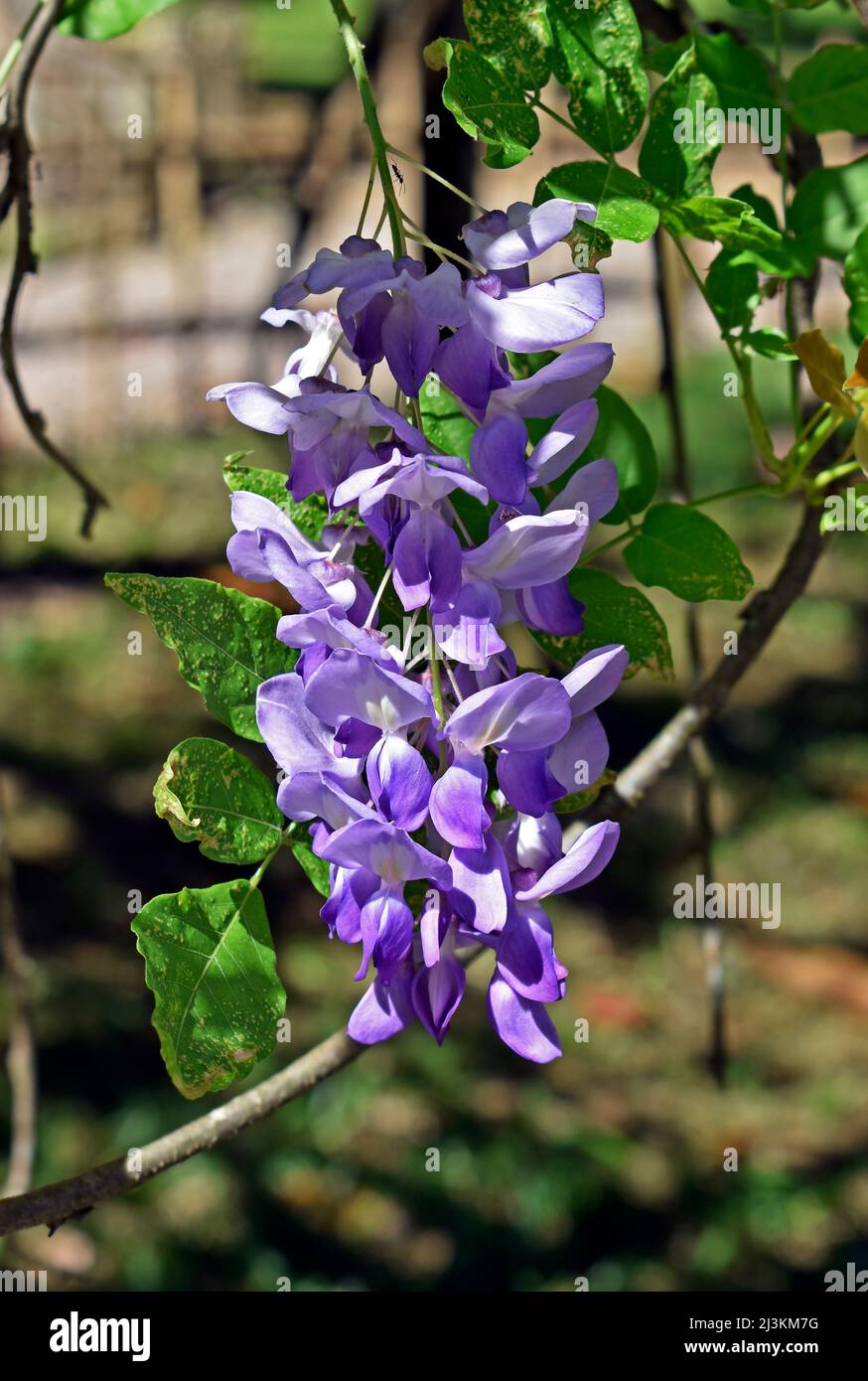 Chinese wisteria flowers (Wisteria sinensis) on garden Stock Photo - Alamy