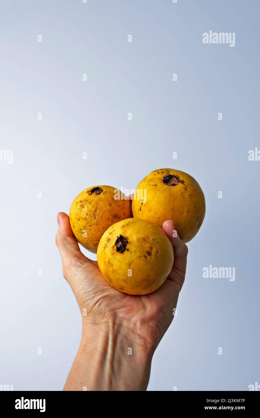 Guavas on hand in a bright background Stock Photo - Alamy