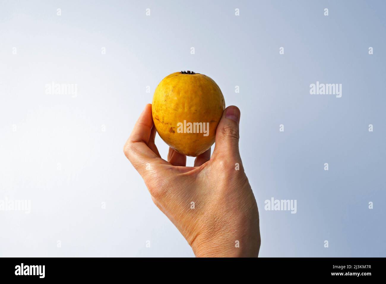 Guava on hand in a bright background Stock Photo - Alamy