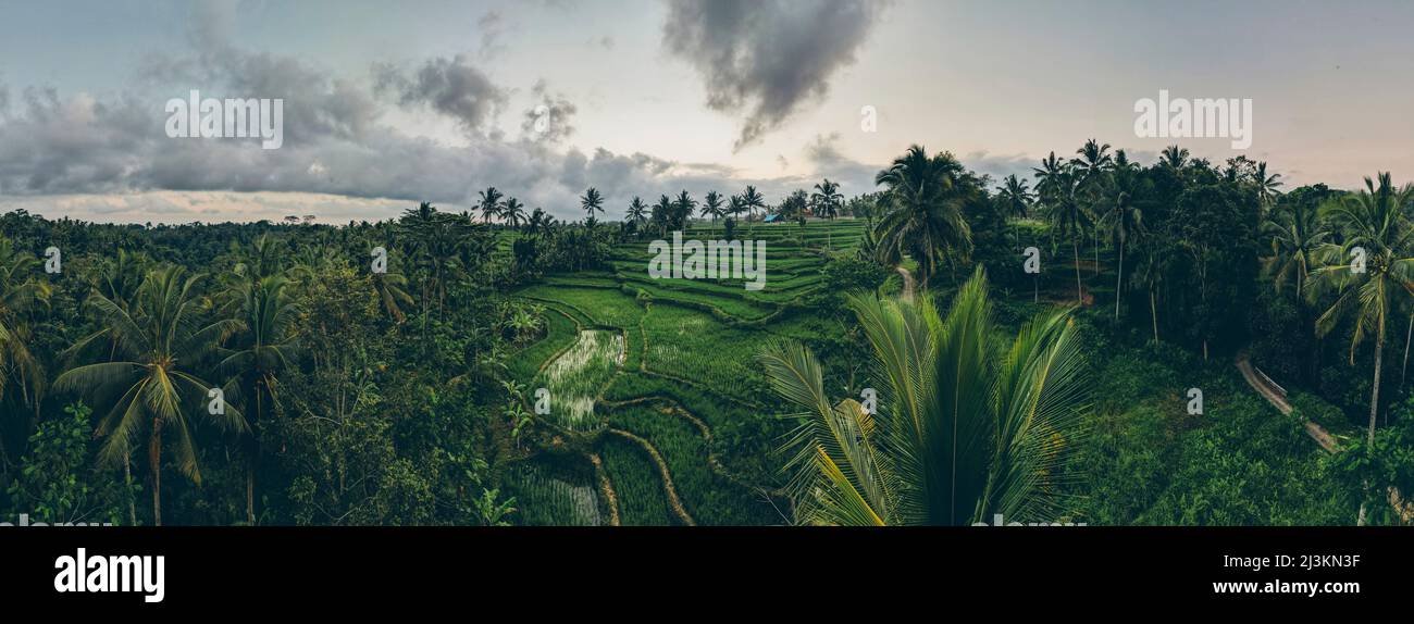 Aerial view of terraced rice fields and the lush vegetation of the ...