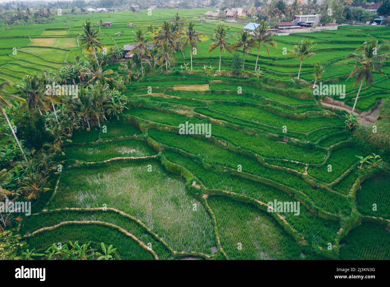 Aerial view of terraced rice fields in Ubud; Ubud District, Gianyar ...