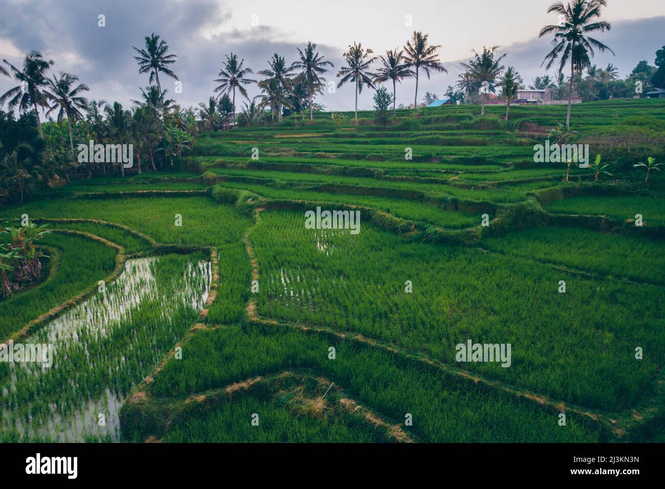 Aerial view of terraced rice fields in Ubud; Ubud District, Gianyar ...