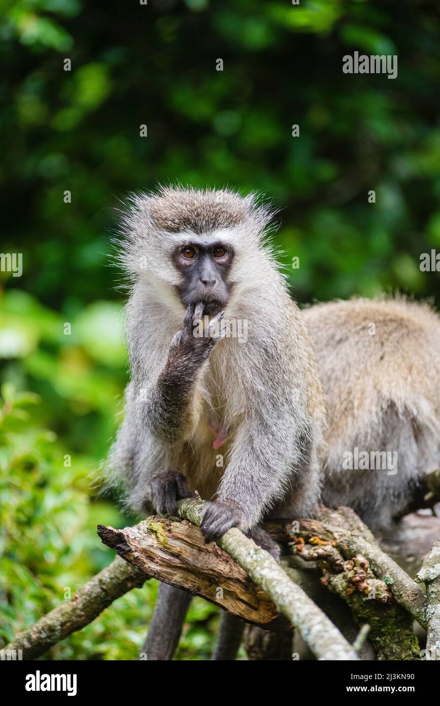 Adult Vervet monkeys (Chlorocebus pygerythrus) at the Monkeyland ...
