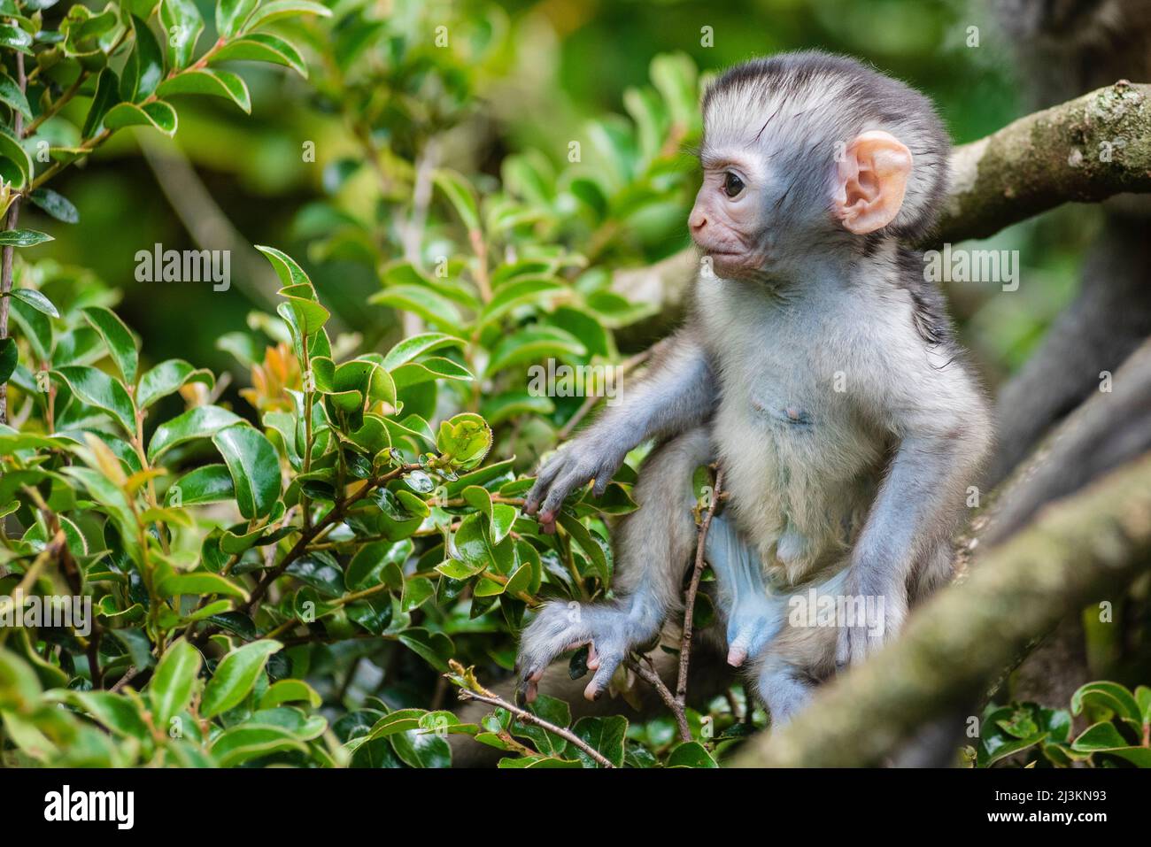 Baby Vervet monkey (Chlorocebus pygerythrus) at the Monkeyland Primate ...