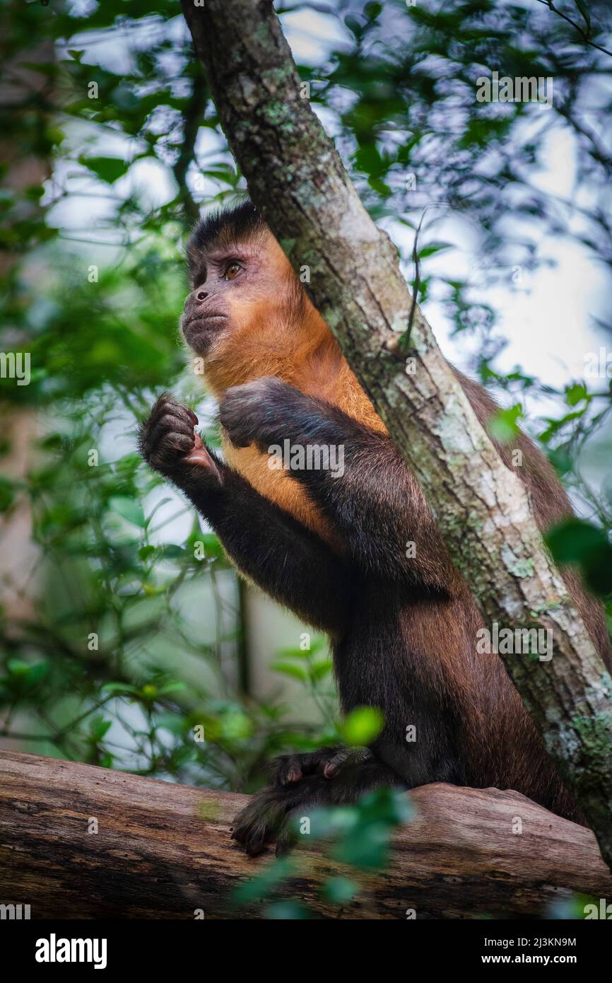 Capuchin Monkey at the Monkeyland Primate Sanctuary near Pletteberg Bay ...