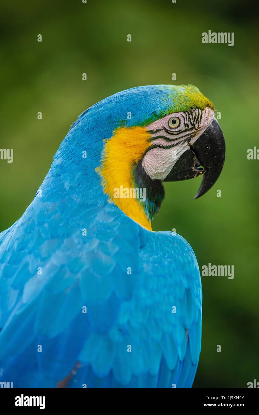 Blue macaw birds hi-res stock photography and images - Alamy