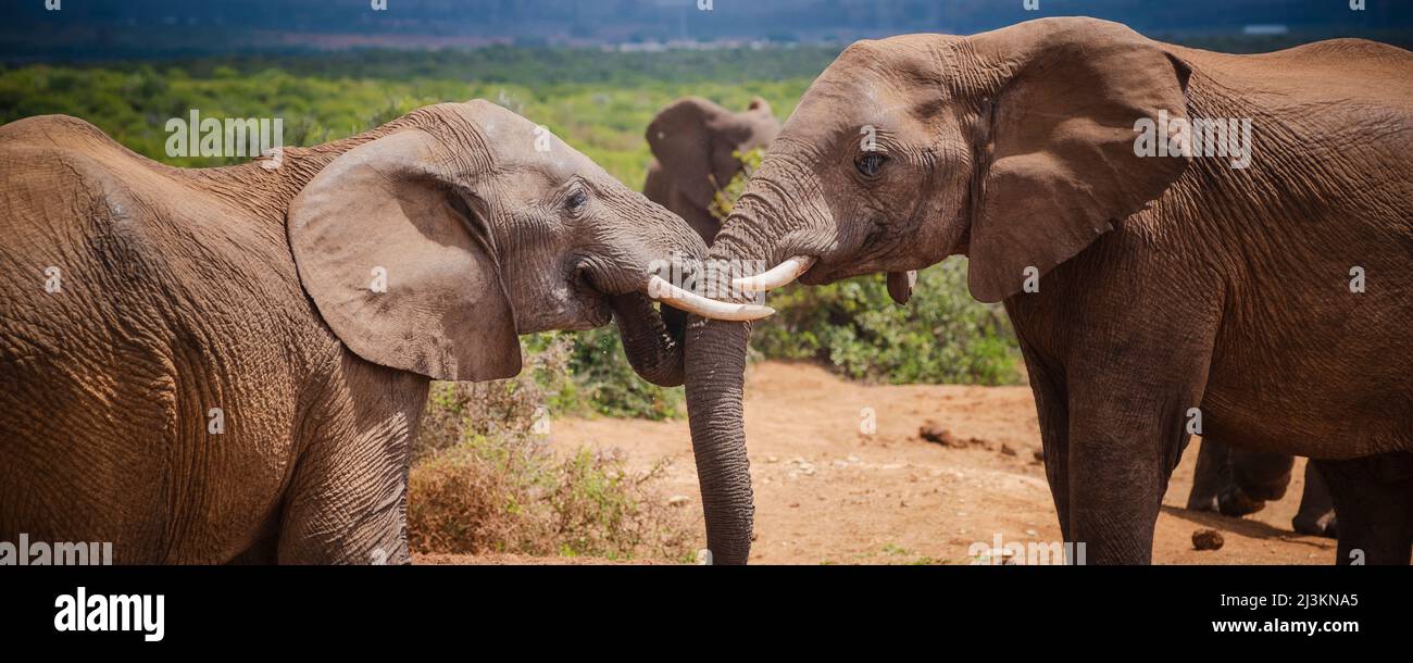Elephants intertwining trunks hi-res stock photography and images - Alamy
