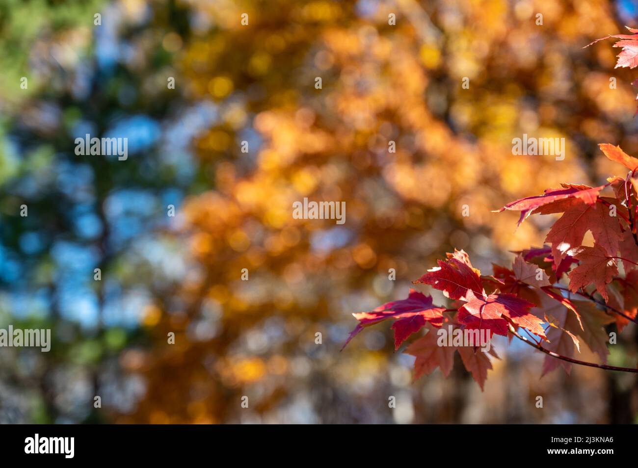 Selective focus on single red maple leaf in the fall with bunches of defocused foliage in the ...