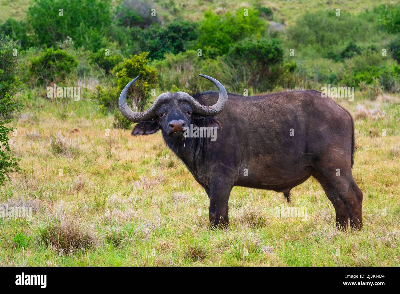 Male african buffalo african bull buffalo hi-res stock photography and ...
