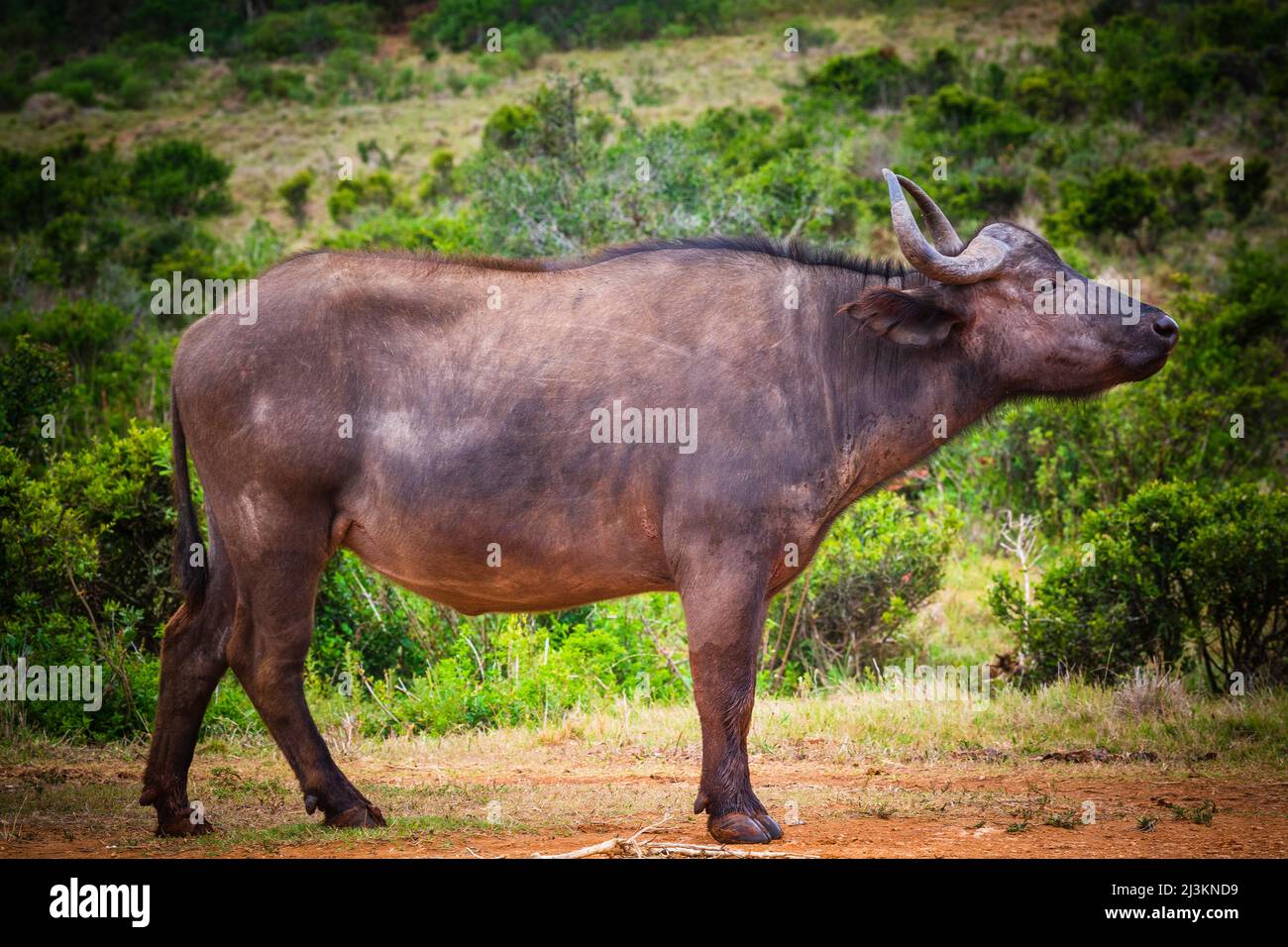 Buffalo profile hi-res stock photography and images - Alamy