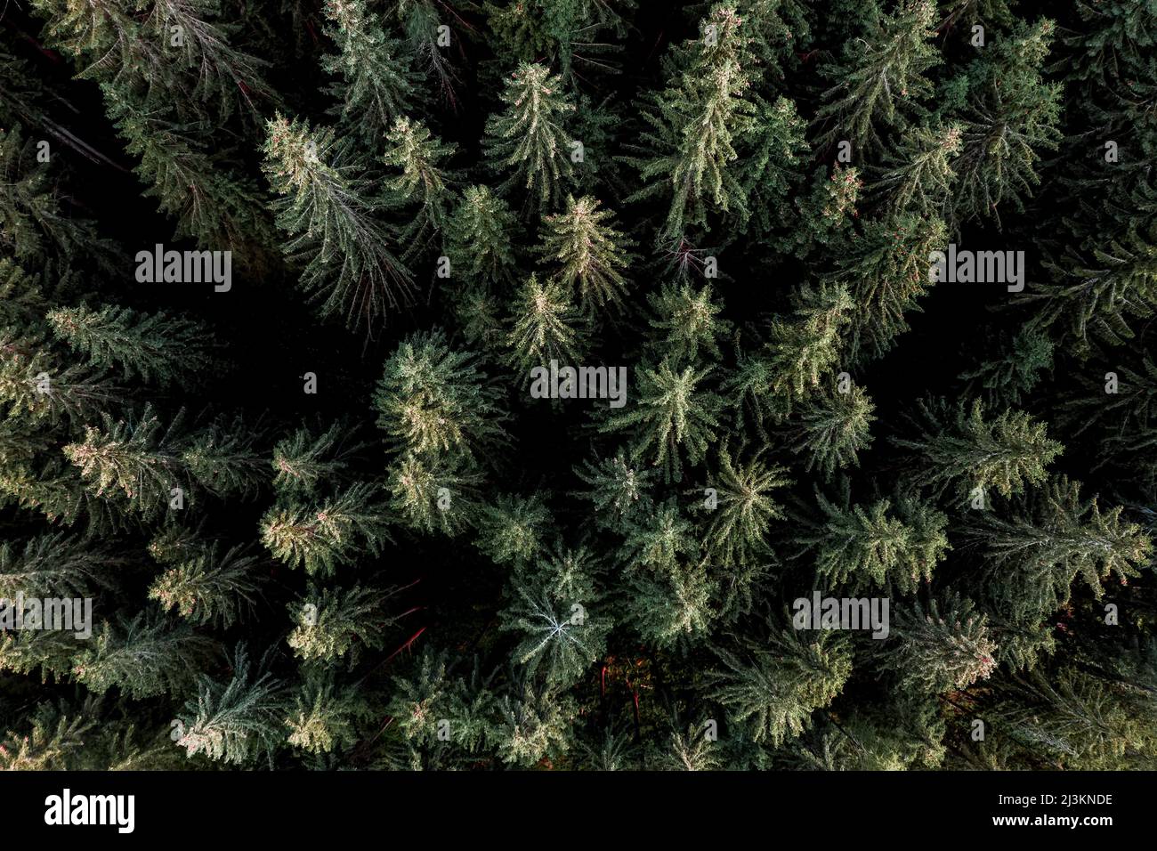 Close-up view of a pine tree and needles on the branches; Zell am See ...