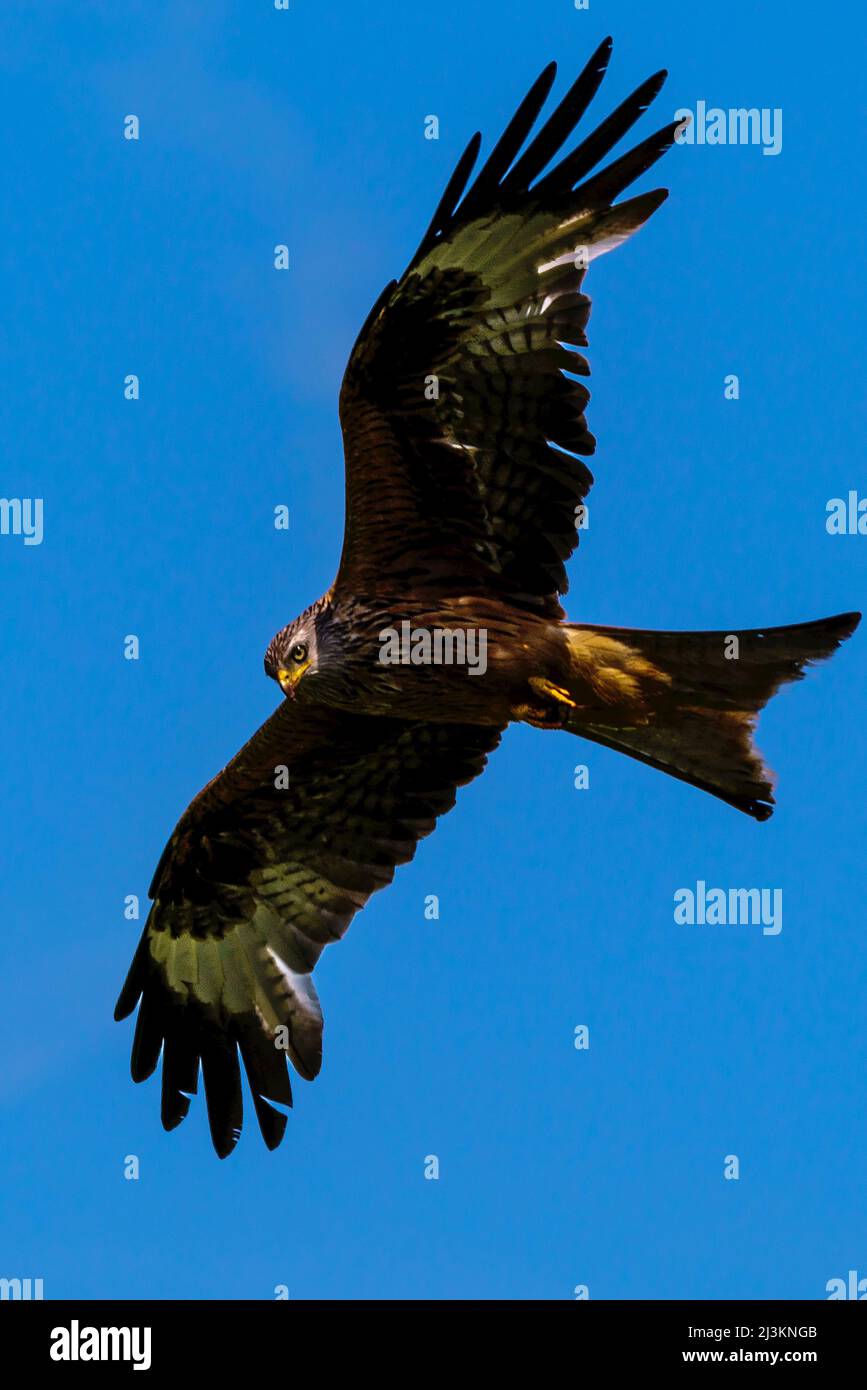 Overhead wing hi-res stock photography and images - Alamy