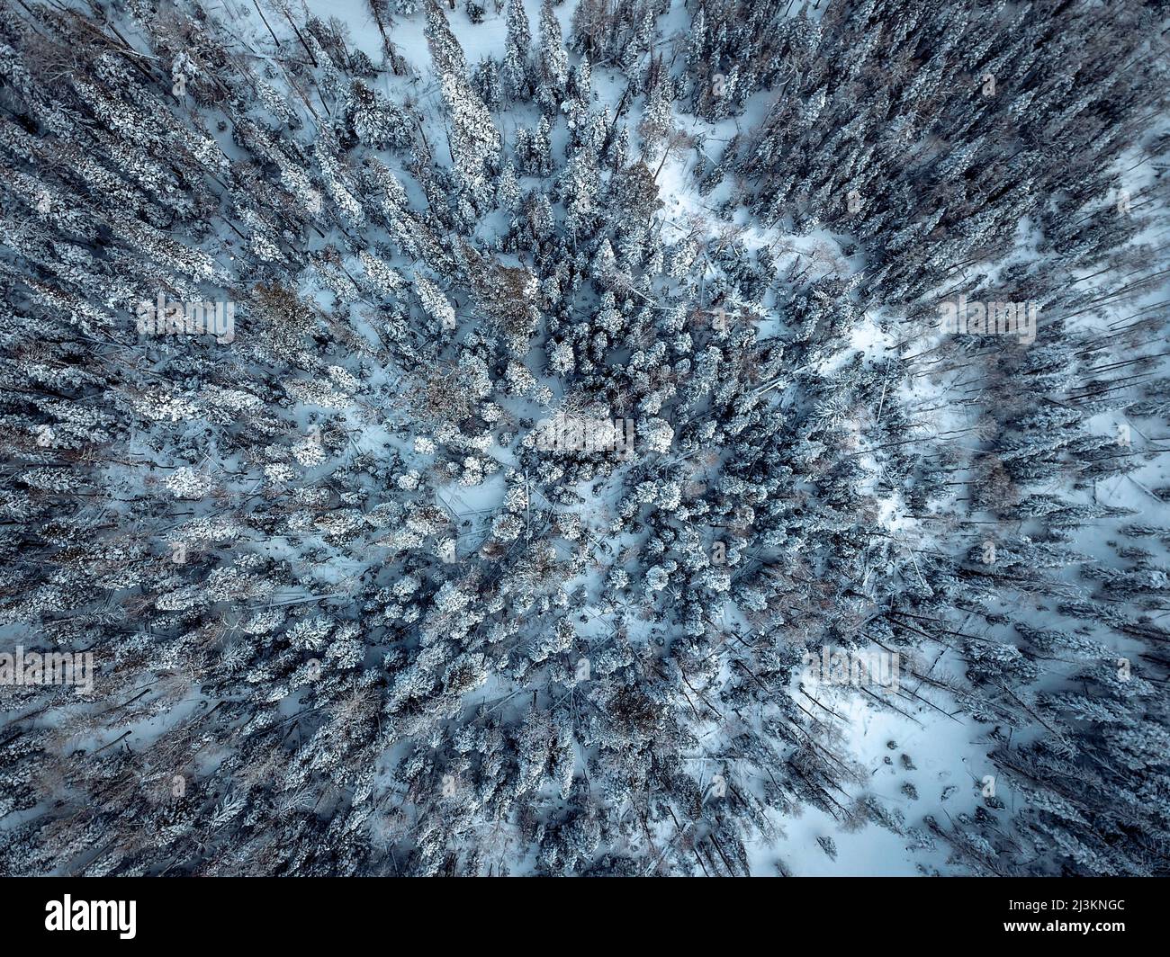 Aerial view of pine forest in winter; Cedar City, Utah, United States ...
