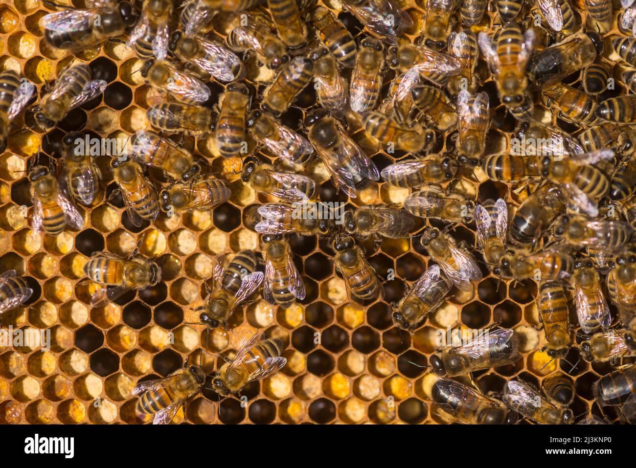 Honey bees on honeycomb hi-res stock photography and images - Alamy