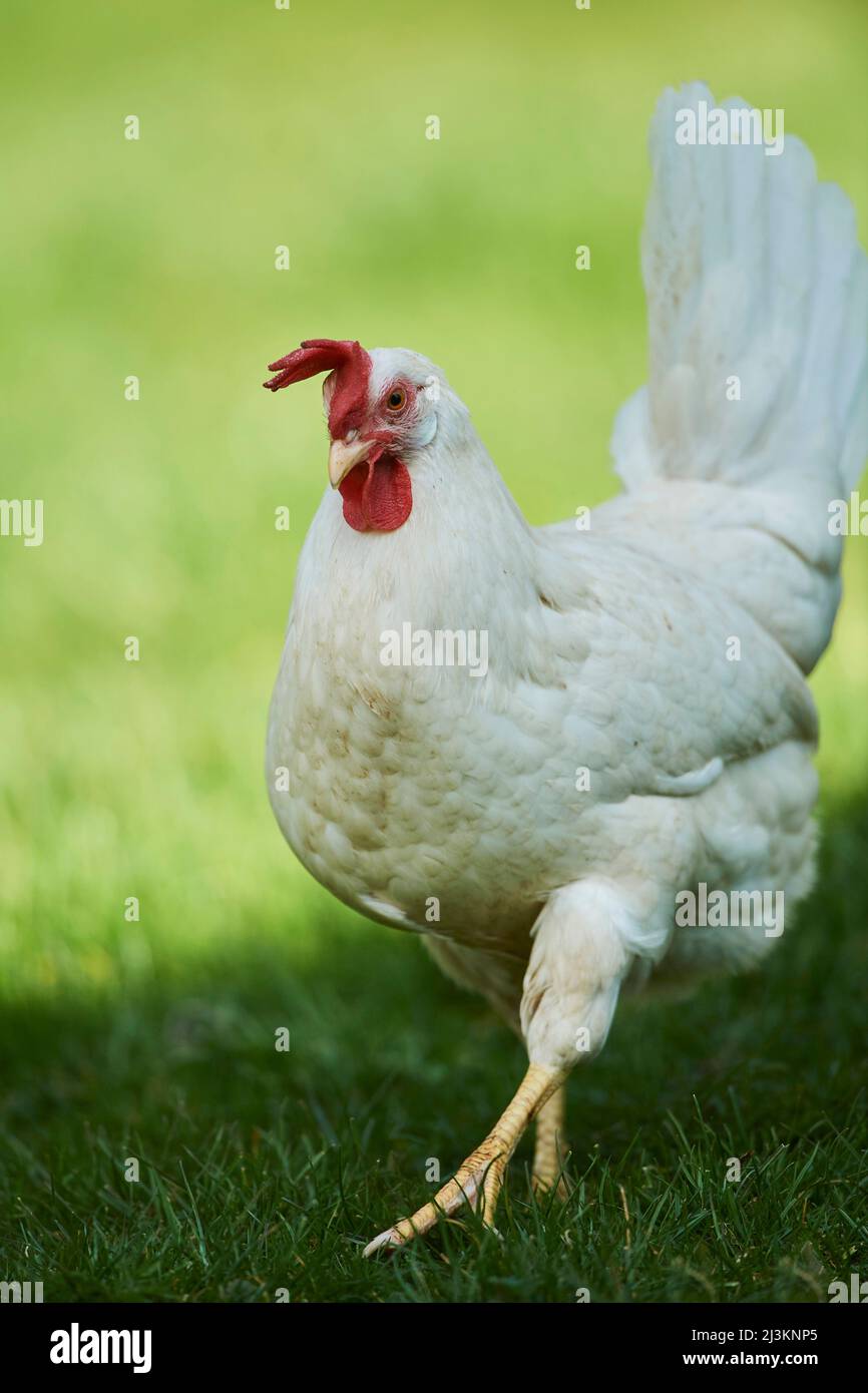 White chicken red crest looking hi-res stock photography and images - Alamy