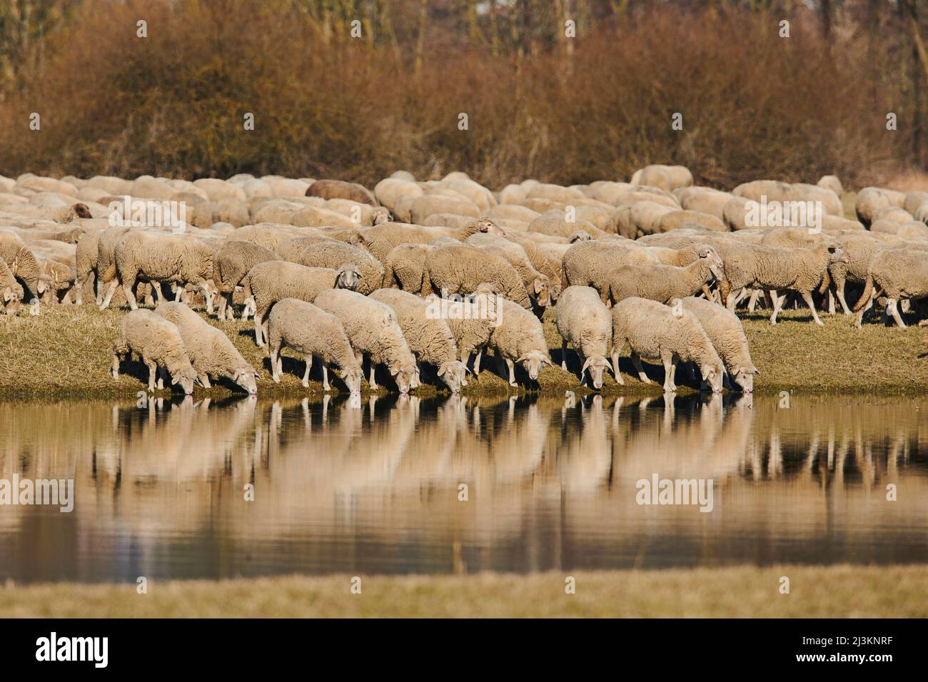Farm animal drinking water hi-res stock photography and images - Alamy