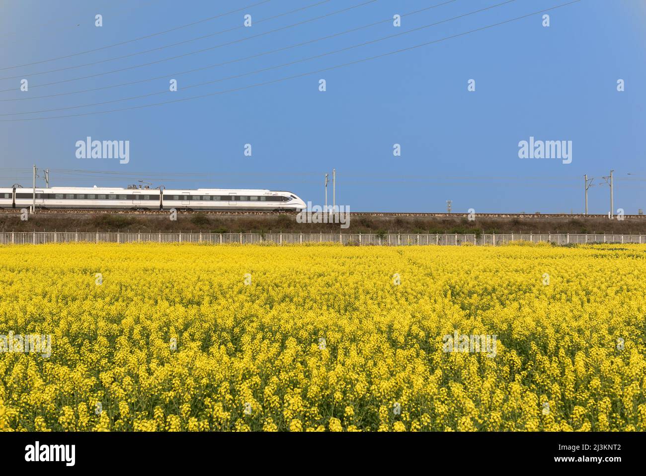 A high-speed train in Sichuan province ,China with a rapeseed flowers ...