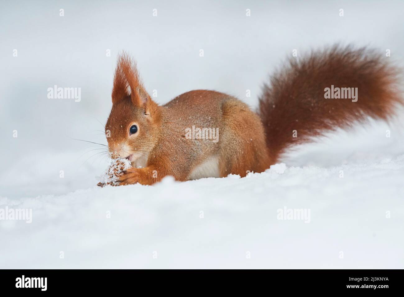 Eurasian red squirrel (Sciurus vulgaris) eating a nut in the snow ...