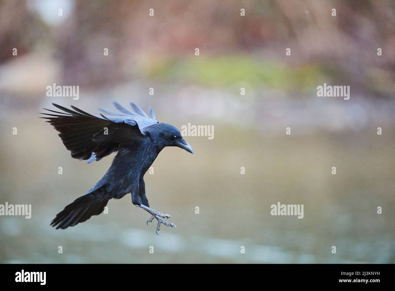Flying Carrion crow (Corvus corone) coming in to land; Bavaria, Germany ...