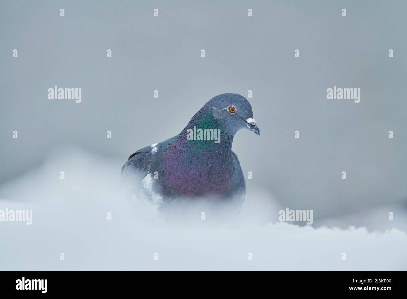 Snow White Turtle Dove