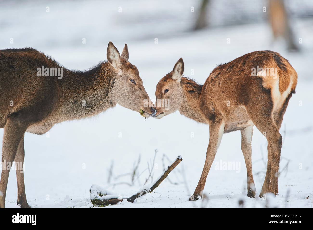 Red deer (Cervus elaphus) hind and fawn nuzzling on a snowy meadow ...