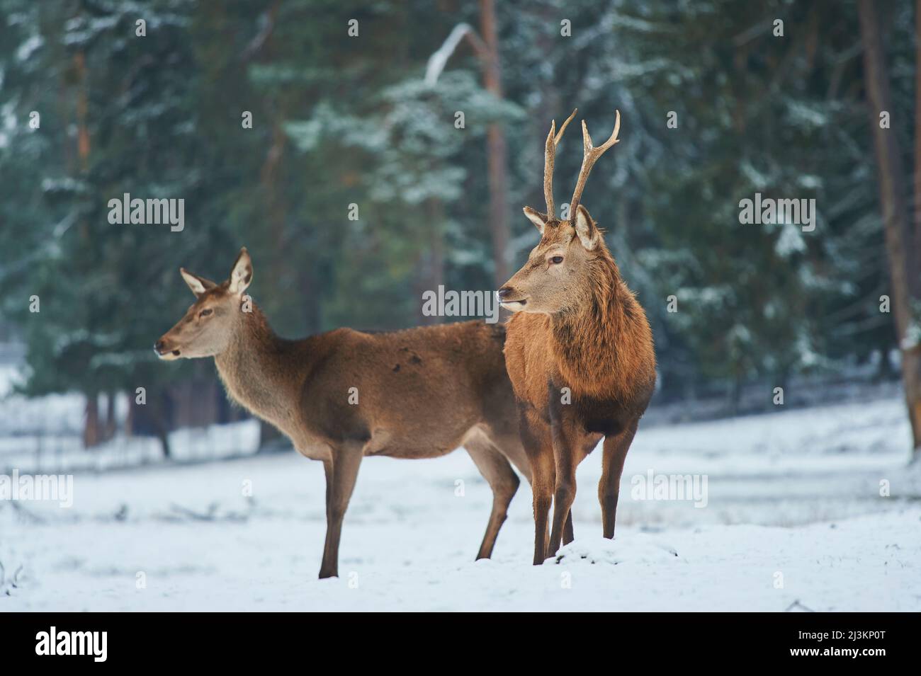 The stag and the hind hi-res stock photography and images - Alamy