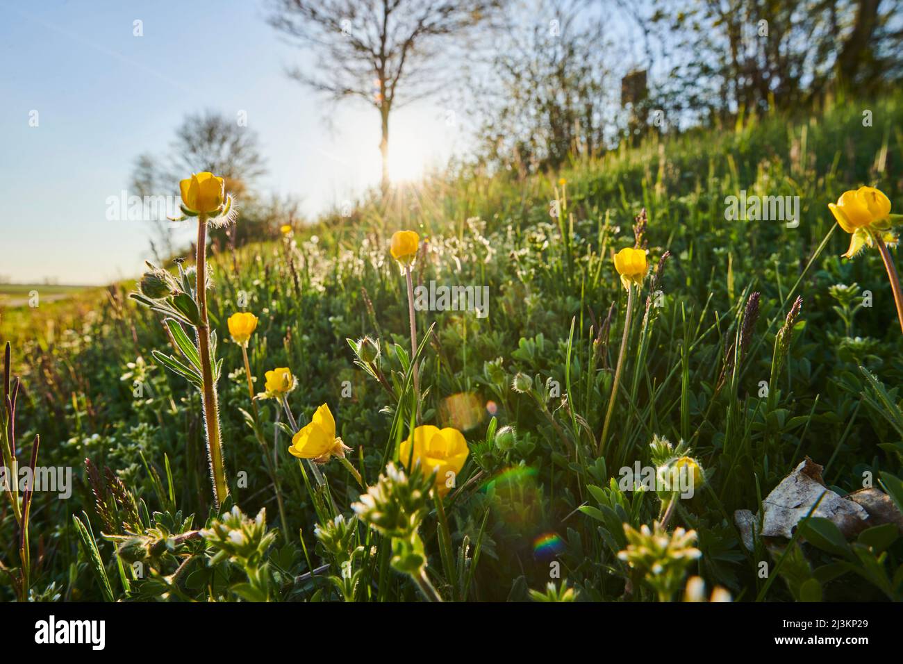 Buttercup in the foreground hi-res stock photography and images - Alamy