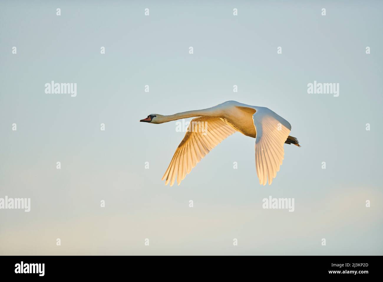Flying cygnus dusk hi-res stock photography and images - Alamy