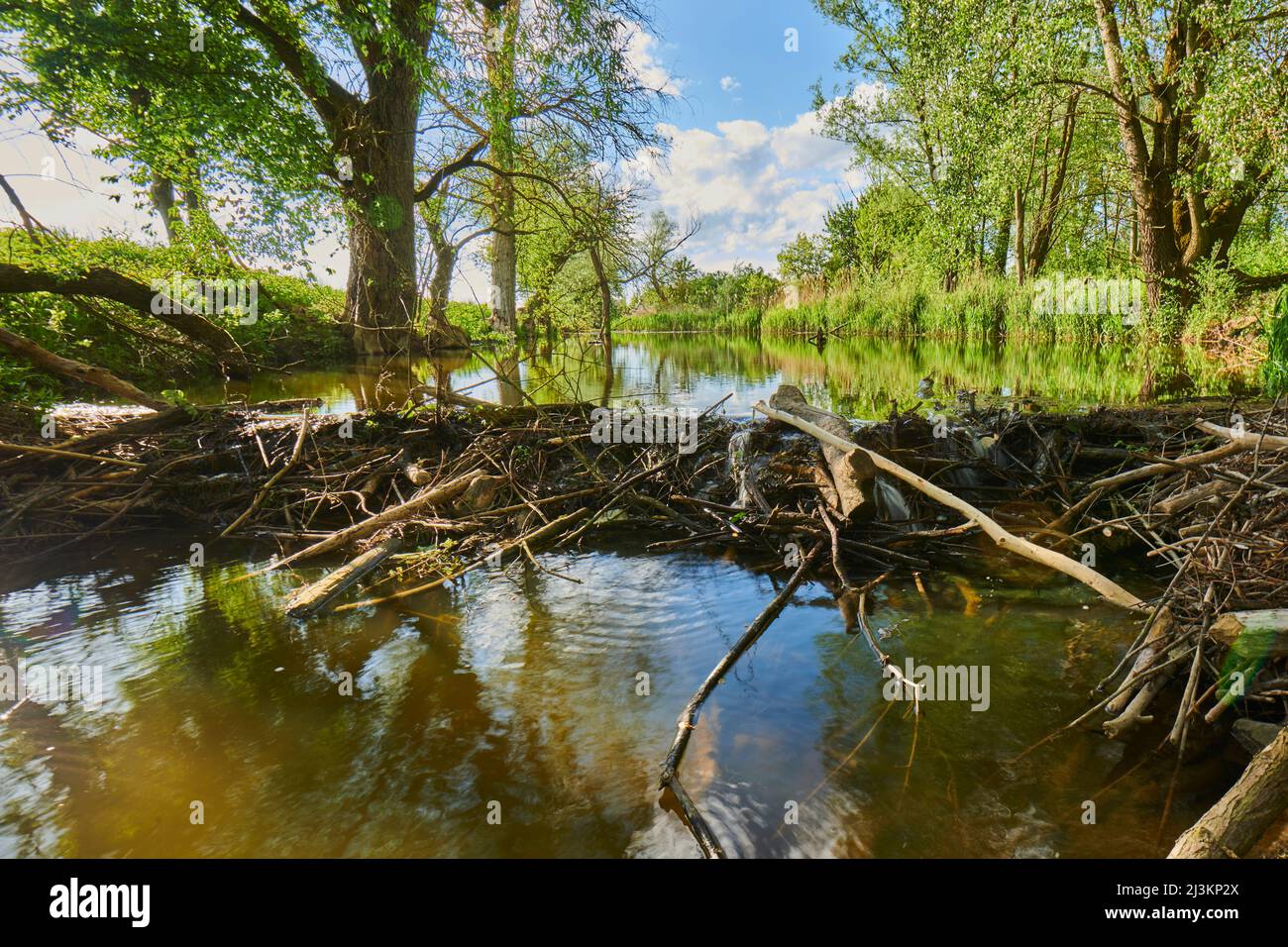 Eurasian Beaver Castor Fiber Dam In The Bavarian Forest Bavaria
