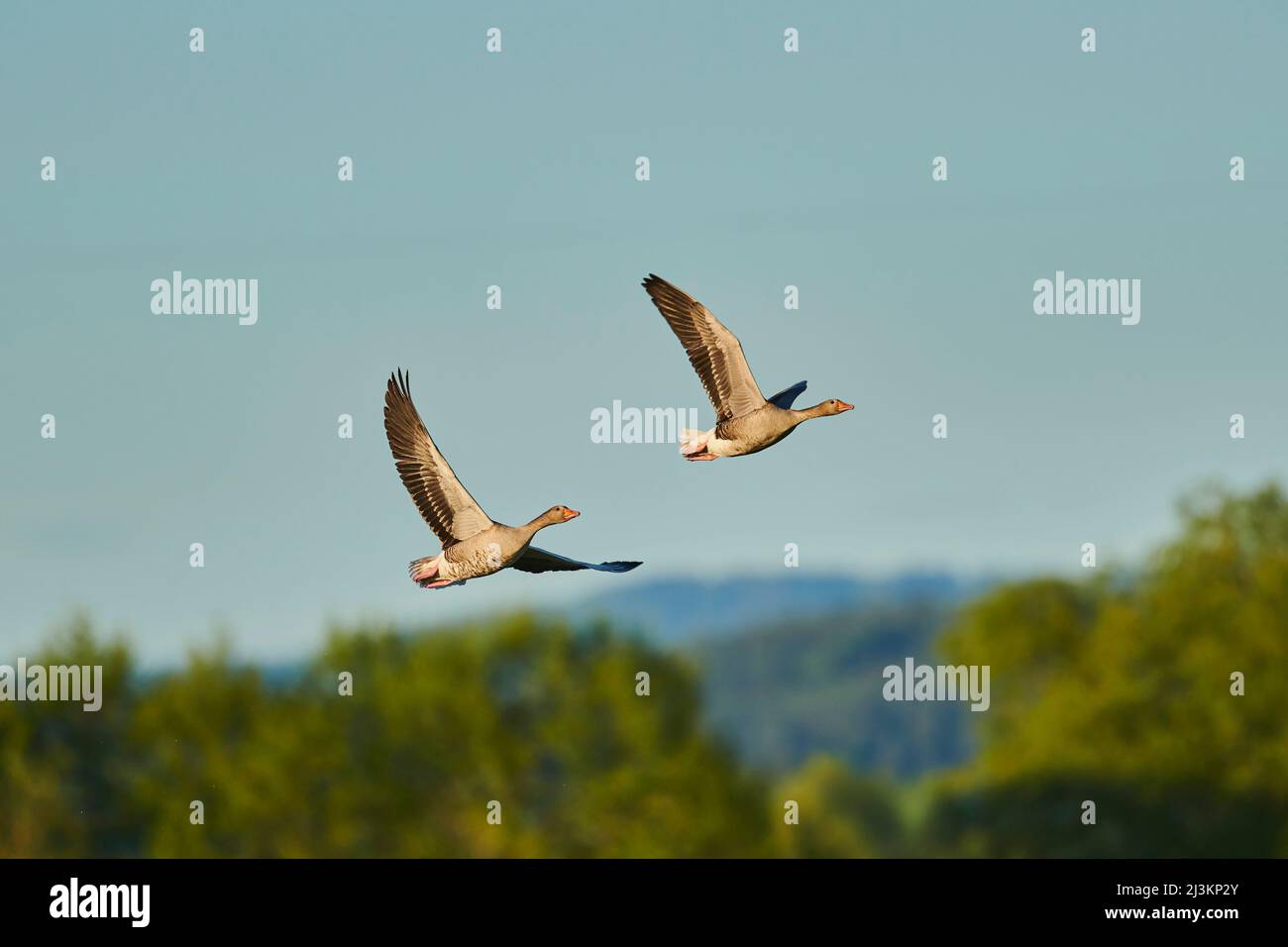 Greylag geese (Anser anser) flying in a blue sky over the Bavarian ...
