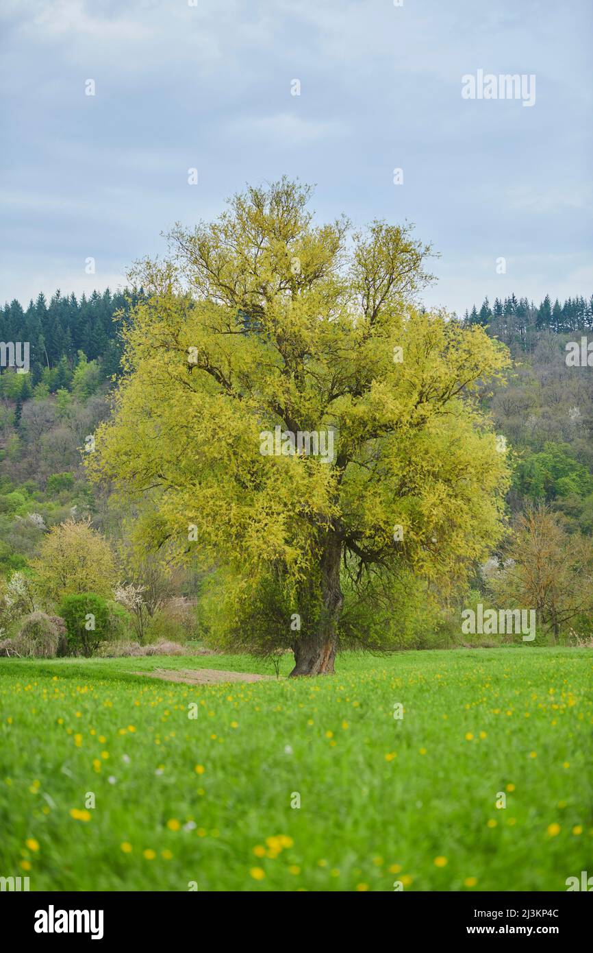 Crack willow and brittle willow (Salix fragilis) tree; Bavaria, Germany ...