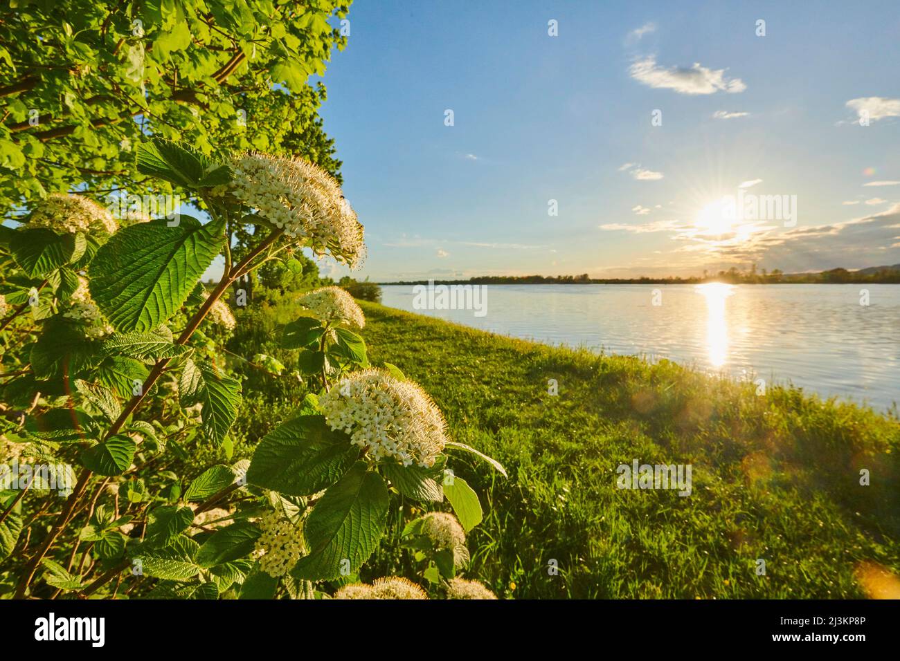Wayfarer or wayfaring tree (Viburnum lantana) blooming beside Danubia ...