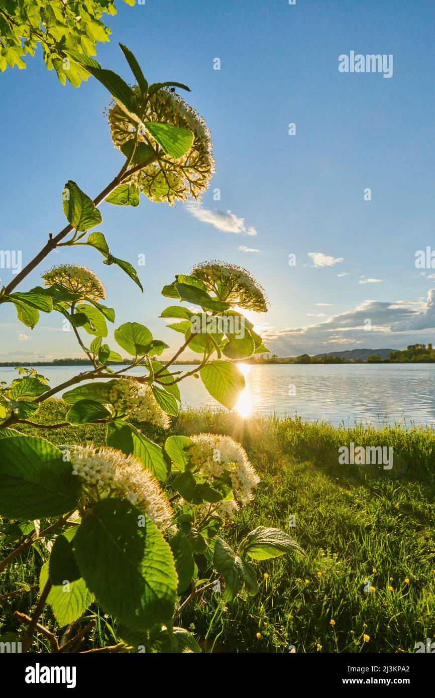 Wayfarer or wayfaring tree hi-res stock photography and images - Alamy