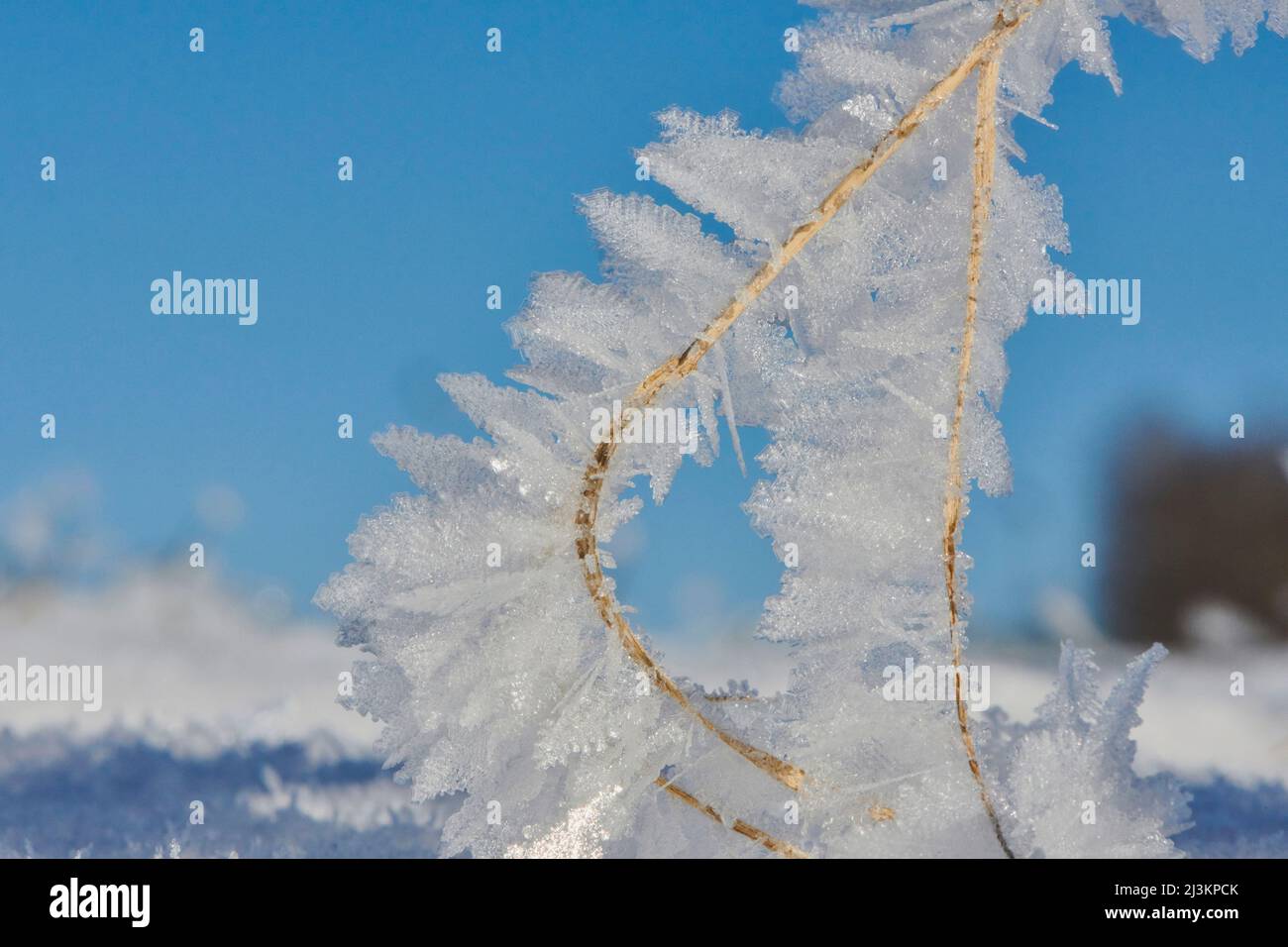 Dead ice plant hi-res stock photography and images - Alamy