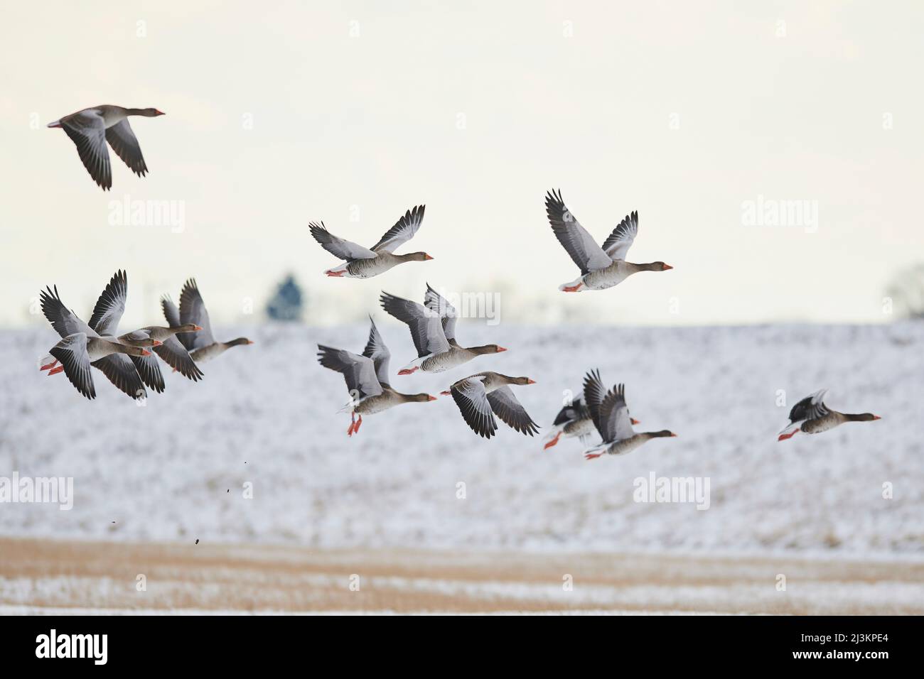 Flock of Greylag geese (Anser anser) flying over a snow-covered field ...
