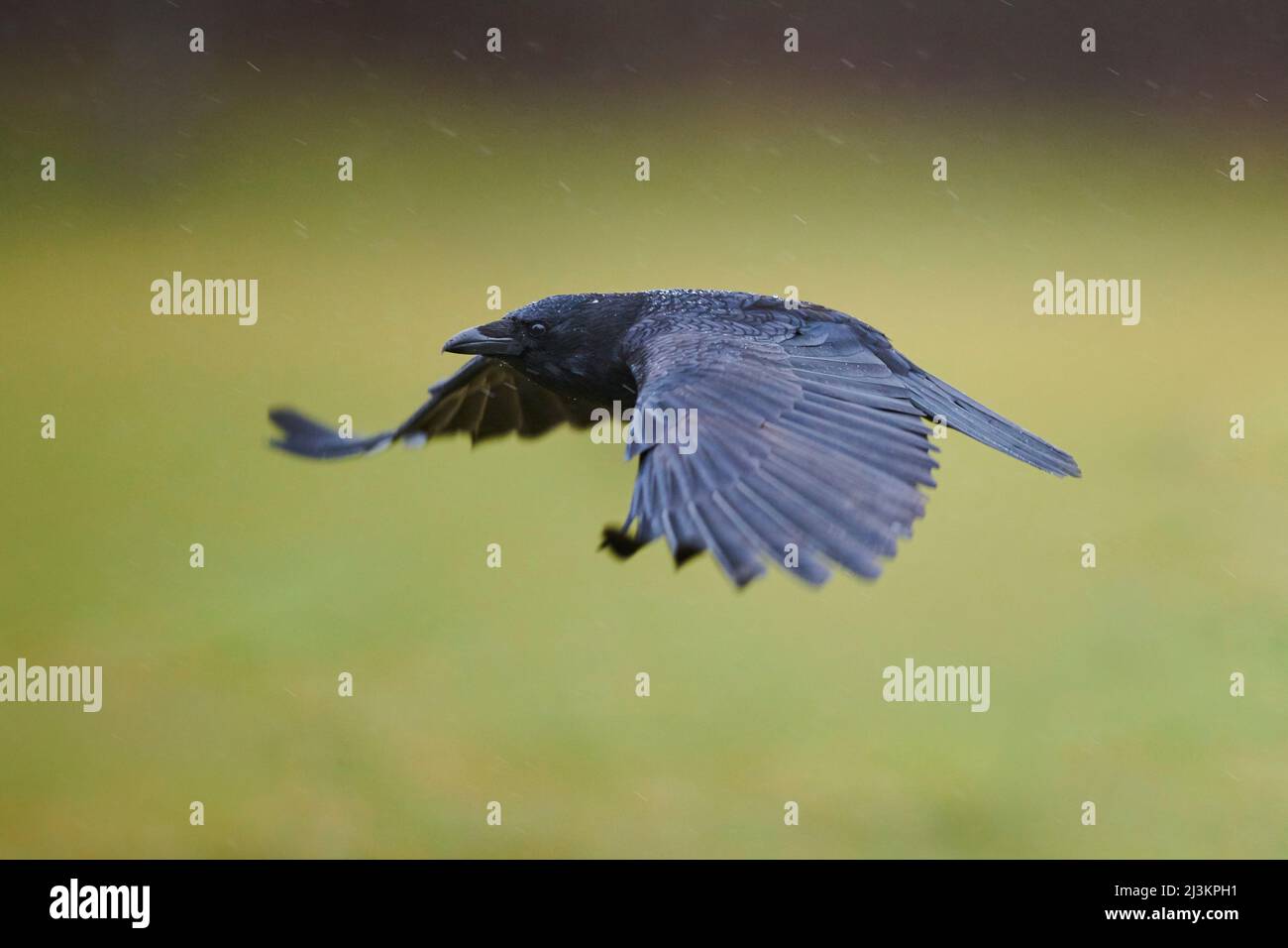 Carrion crow (Corvus corone) in flight in the rain; Bavaria, Germany ...