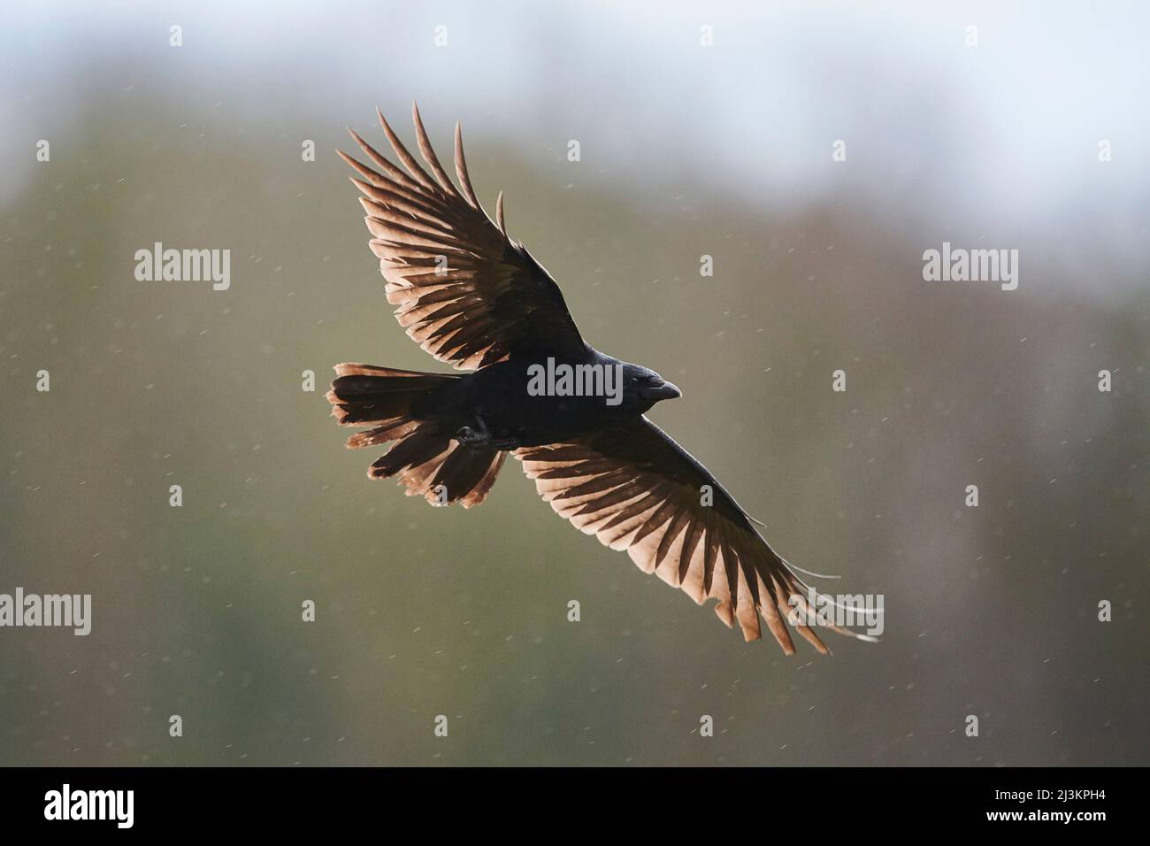 Carrion crow (Corvus corone) in flight; Bavaria, Germany Stock Photo ...