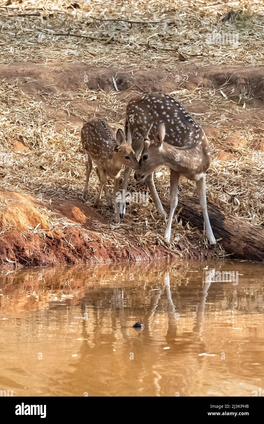 Spotted dears drinking in the lake in India, the mother and baby Stock ...
