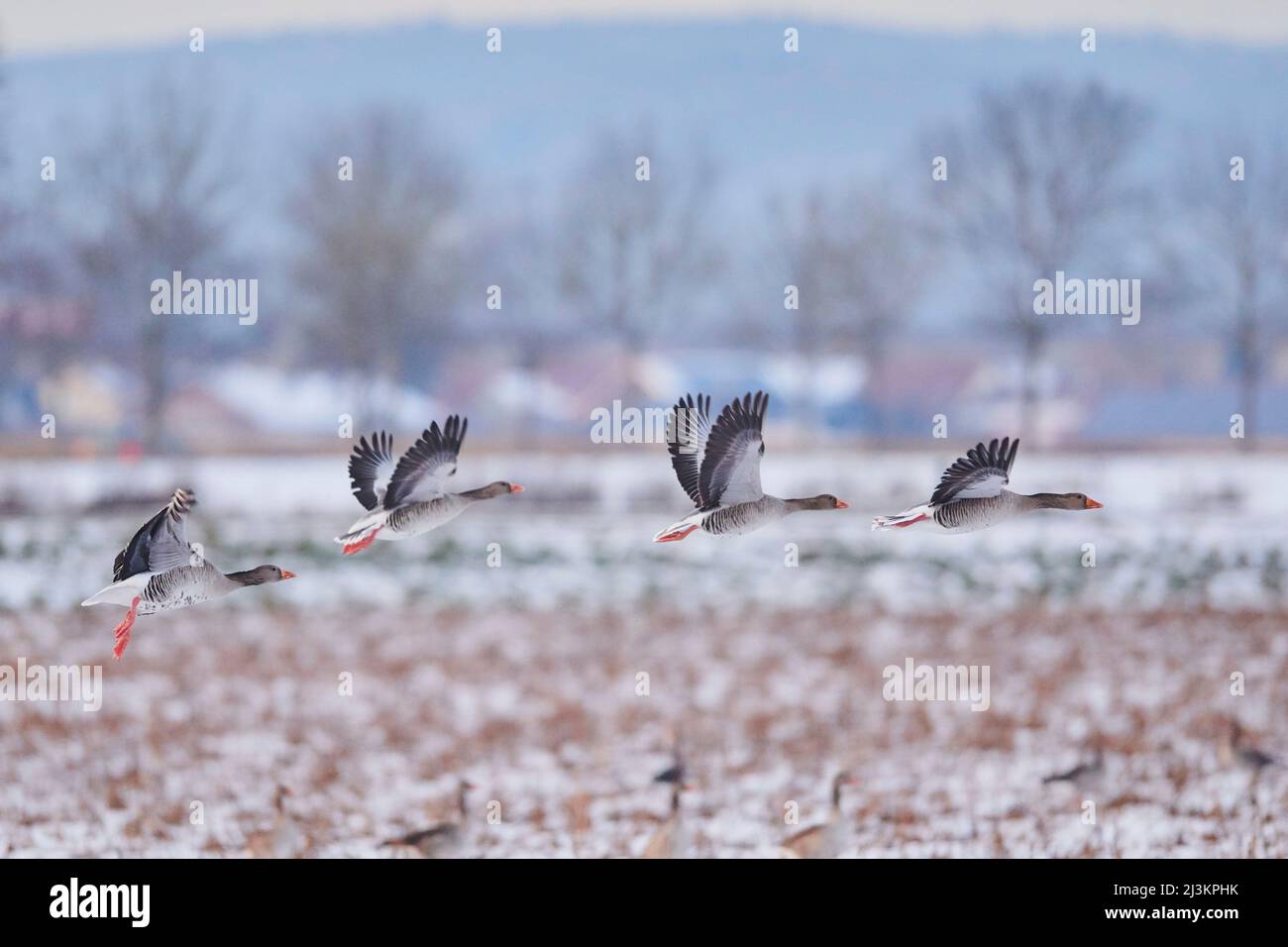 Bavarian wild geese hi-res stock photography and images - Alamy